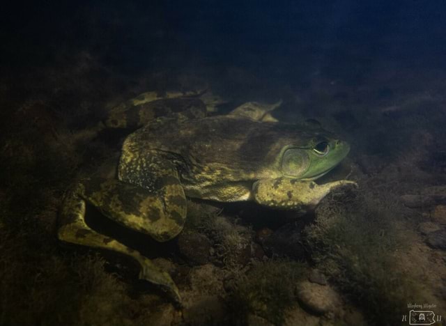 American bullfrog from a night dive in Washington county PA - iFunny