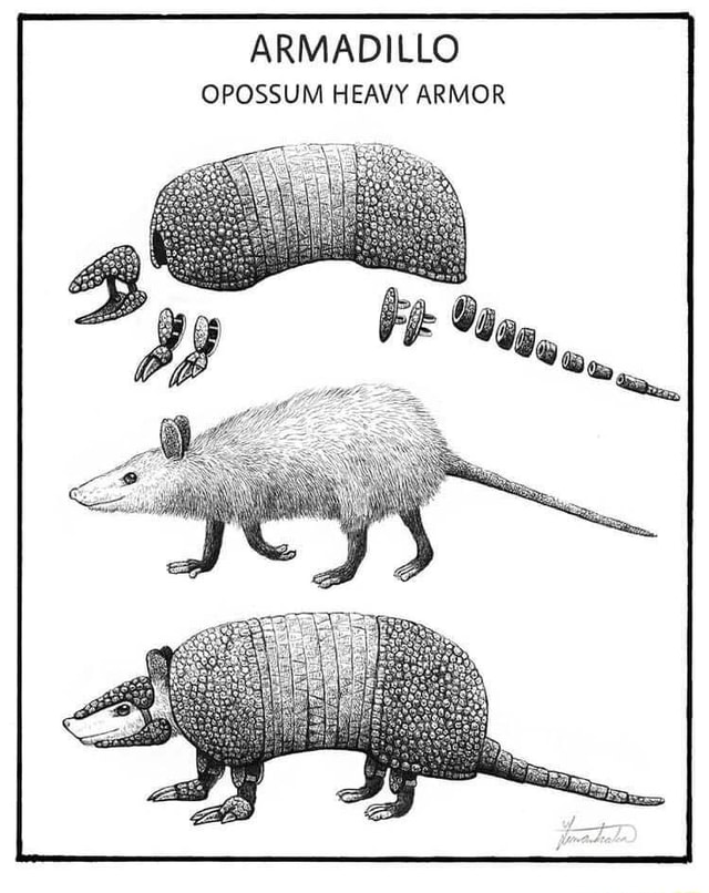 ARMADILLO OPOSSUM HEAVY ARMOR - iFunny