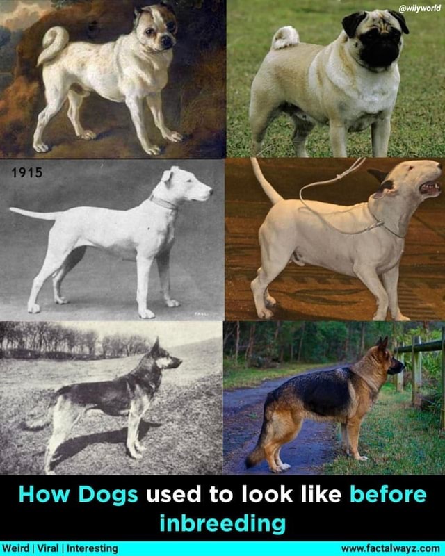 How Dogs used to look like before inbreeding - America’s best pics and ...