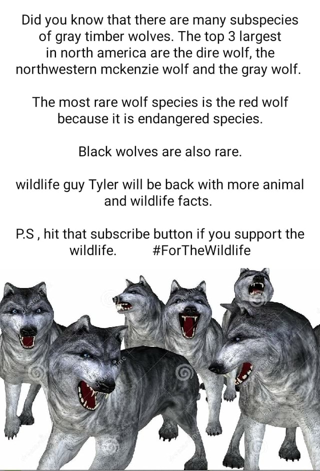 Did you know that there are many subspecies of gray timber wolves. The ...