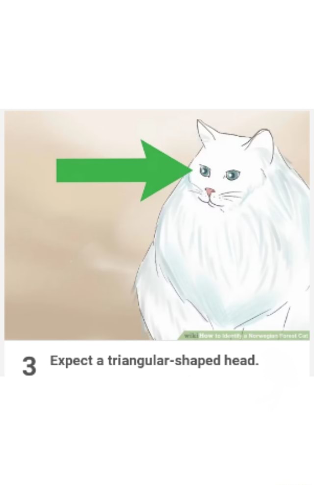 3 Expect a triangular-shaped head. - iFunny