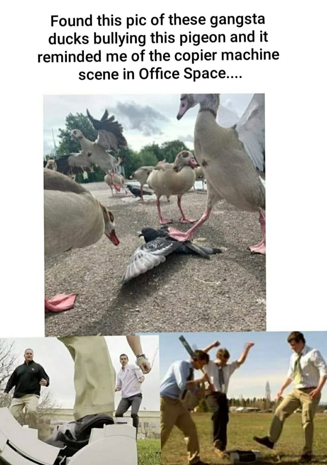 Found this pic of these gangsta ducks bullying this pigeon and it ...