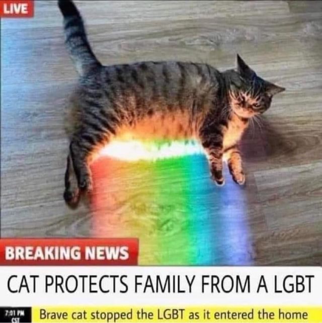 CAT PROTECTS FAMILY FROM A LGBT Brave cat stopped the LGBT as it ...