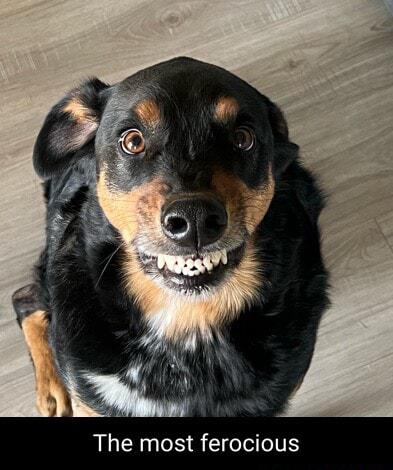 The most ferocious - iFunny