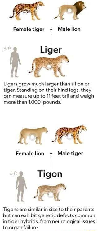 Female tiger + Male lion Liger Ligers grow much larger than a lion or ...