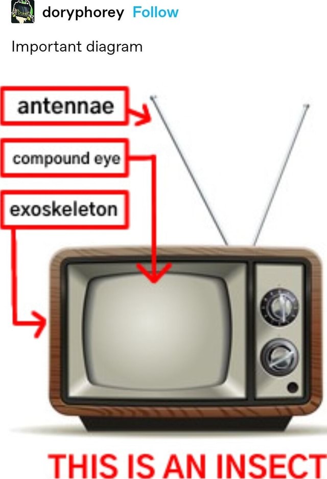 Important diagram antennae compound eye exoskeleton sy THIS IS AN ...