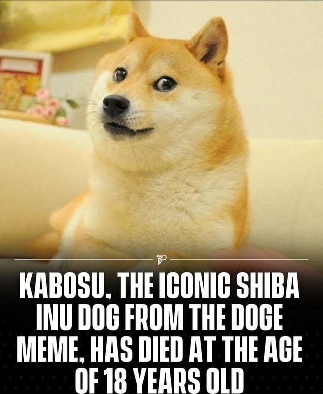 KABOSU. THE ICONIC SHIBA INU DOG FROM THE DOGE MEME. HAS DIED AT THE ...