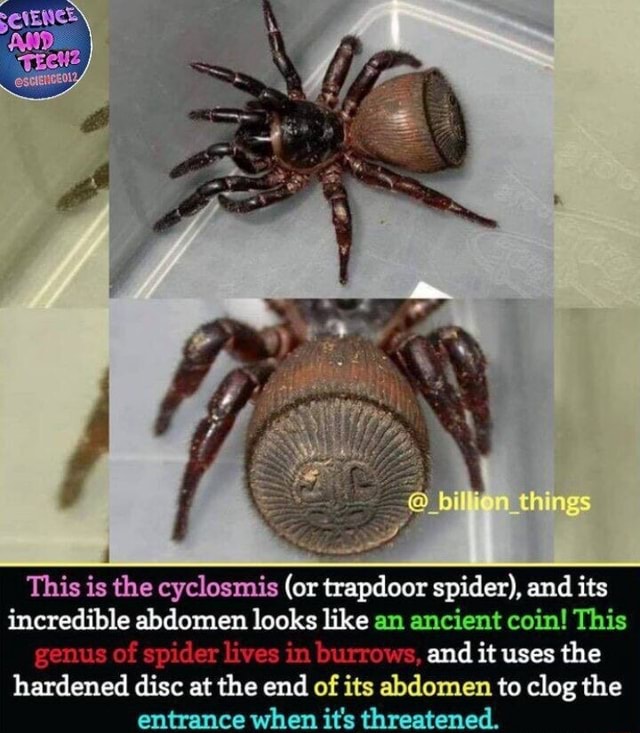 Bil This is the cyclosmis (or trapdoor spider), and its incredible ...
