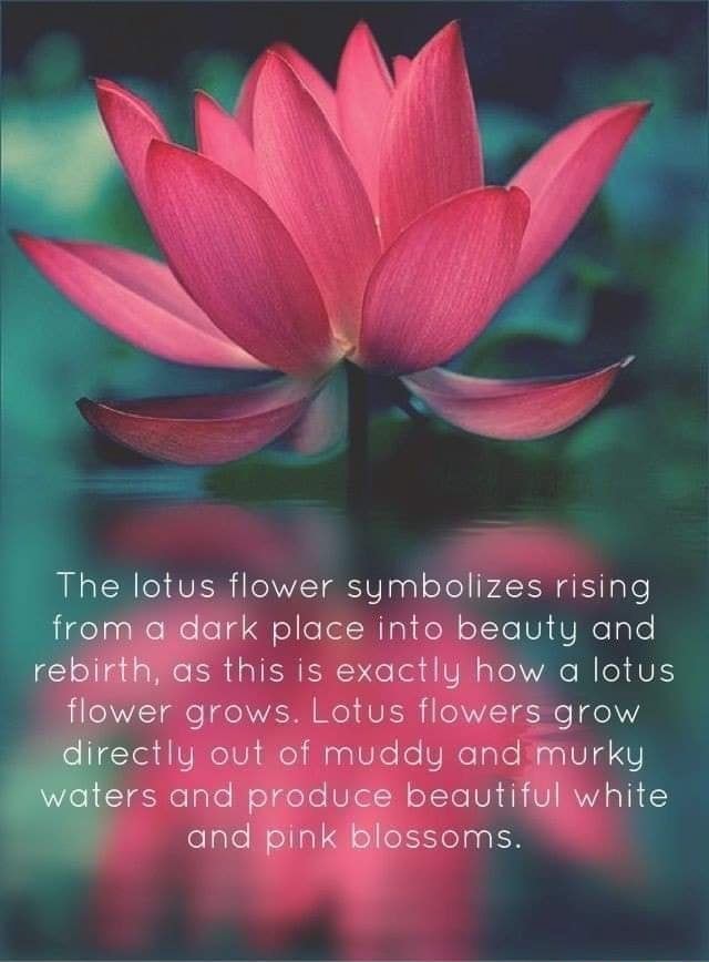 The lotus flower symbolizes Izes rising from a dark place into beauty ...
