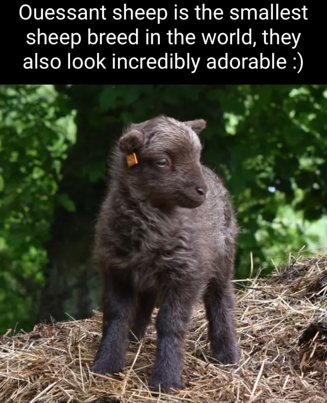 Ouessant sheep is the smallest sheep breed in the world, they also look ...