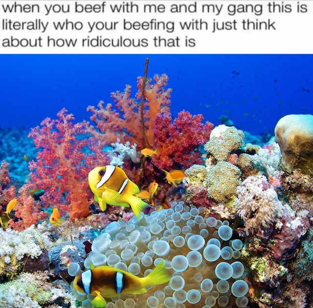 When you beef with me and my gang this is literally who your beefing ...