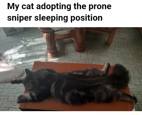 My cat adopting the prone sniper sleeping position - iFunny