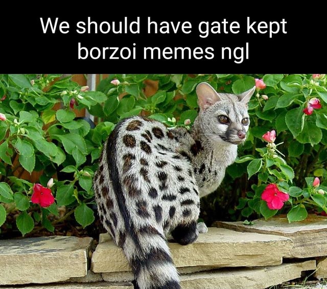 We should have gate kept borzoi memes ngI - iFunny
