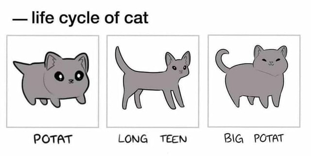 - life cycle of cat POTAT LONG TEEN BIG POTAT - America’s best pics and ...