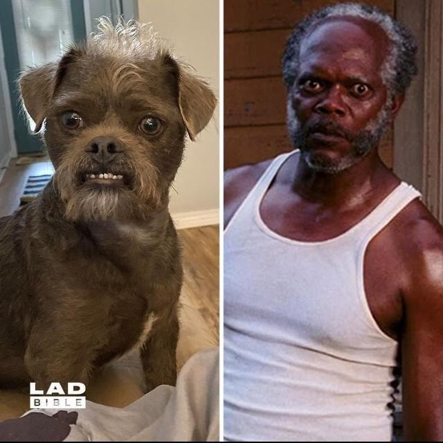 Dog that looks like Samuel L Jackson meme - iFunny