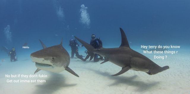 Hey terry do you know - iFunny