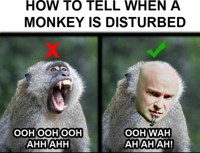 MONKEY IS DISTURBED OOH OOH OOH OOH WAH AHH AHH AH AH AH! - iFunny Brazil