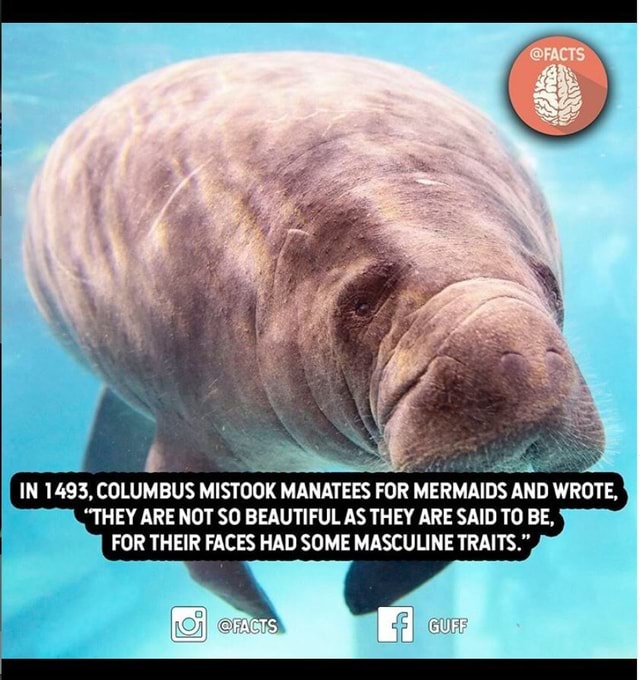 IN 1493, COLUMBUS MISTOOK MANATEES FOR MERMAIDS AND WROTE, - America’s ...