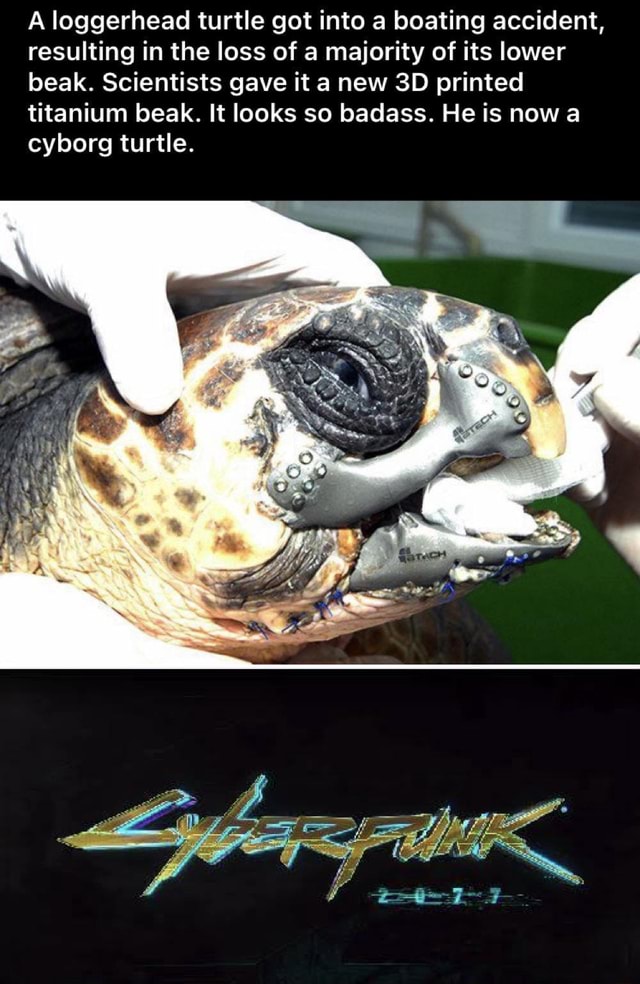 A loggerhead turtle got into a boating accident, resulting in the loss ...