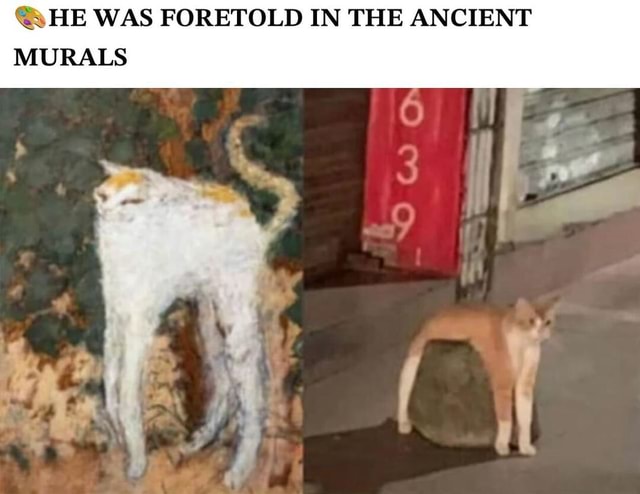 Catmemes catmemesdaily cat kitten instacat catmemesarethebest memecat ...