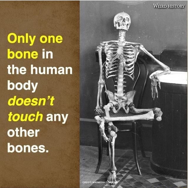 Only one bone in the human body doesn't touch any other bones. - iFunny