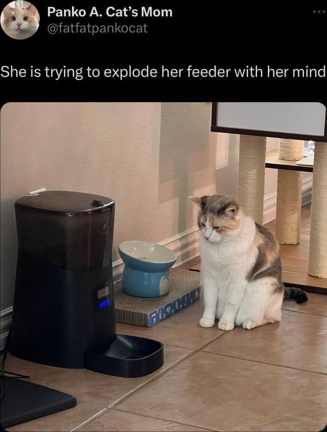 Panko A. Cat's Mom / @fatfatpankocat She is trying to explode her ...