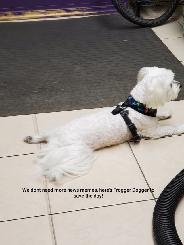 FROGGER DOGGER!!! - We dont need more news memes, here's Frogger Dogger ...