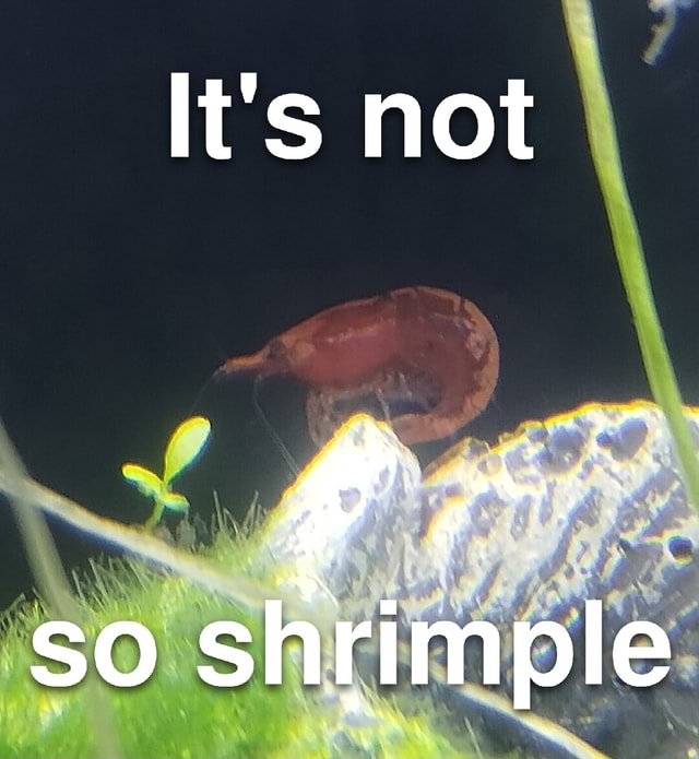 It's not so shrimple - iFunny