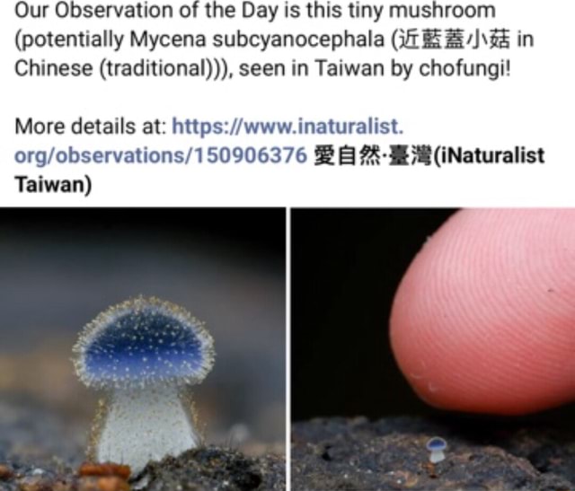 Our Observation of the Day is this tiny mushroom (potentially Mycena ...