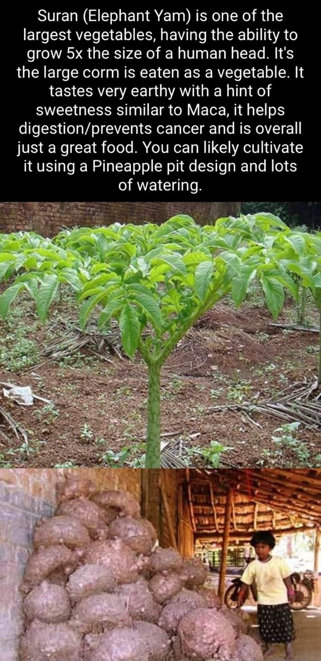 Suran (Elephant Yam) is one of the largest vegetables, having the ...