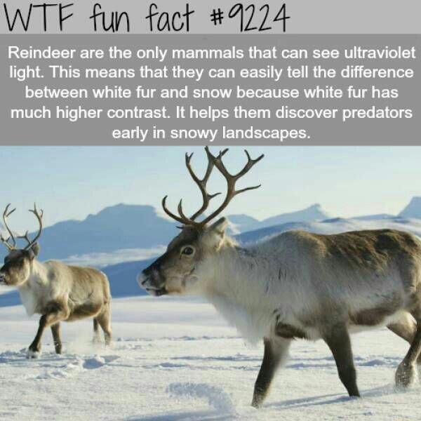WTF fun fao’f “”1224 Reindeer are the only mammals that can see ...