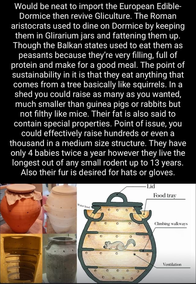 Would be neat to import the European Edible- Dormice then revive ...