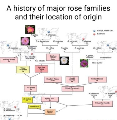 A history of major rose families and their location of origin - iFunny