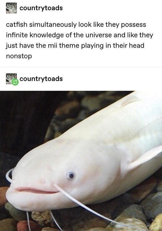 Catfish simultaneously look like they possess infinite knowledge of the ...