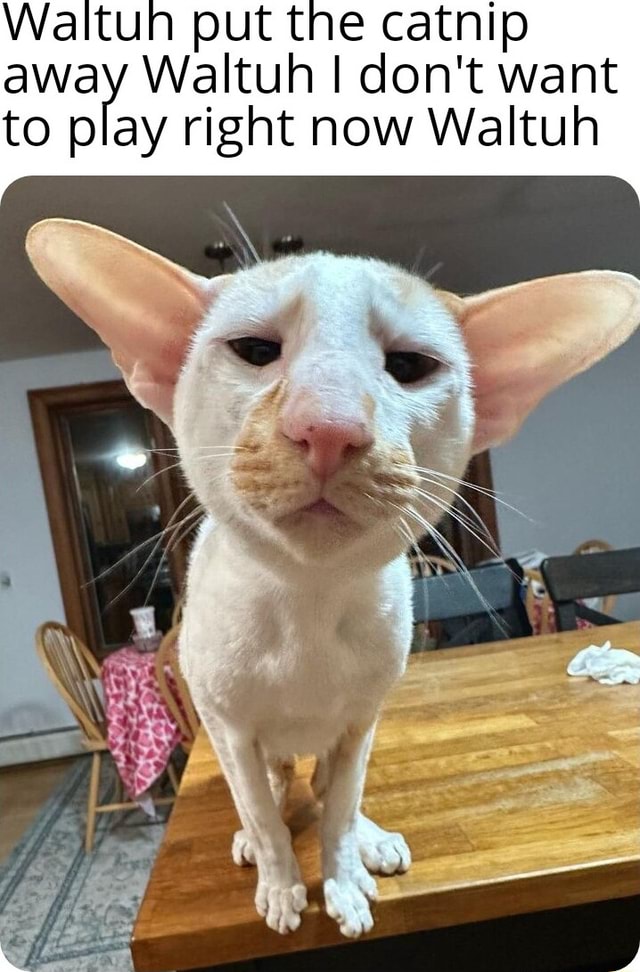Waitun put the catnip Waltuh I don't want to play right now Waltuh - iFunny