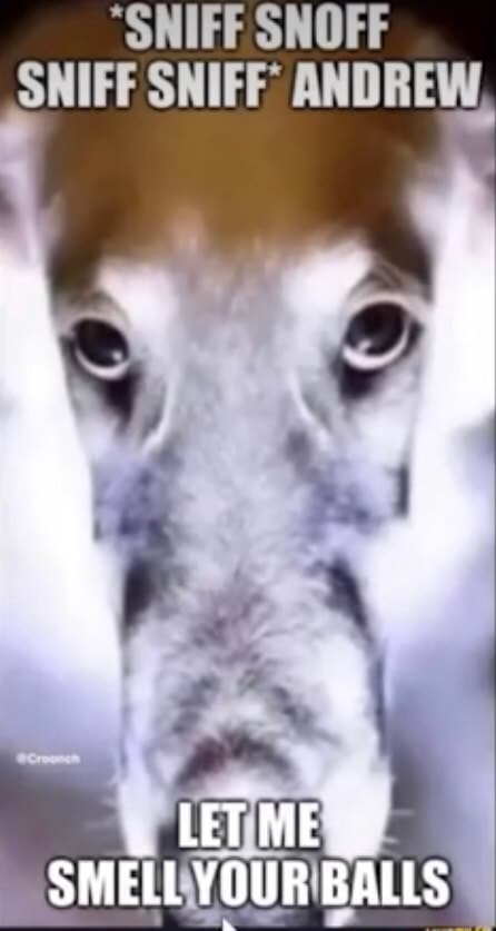 "SNIFF SNOFF SNIFF SNIFF ANDREW, _ LET ME SMELL YOUR BALLS - iFunny