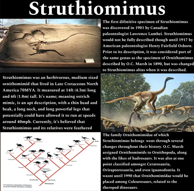 The Struthiomimus The first difinitive specimen of Struthiomimus was ...