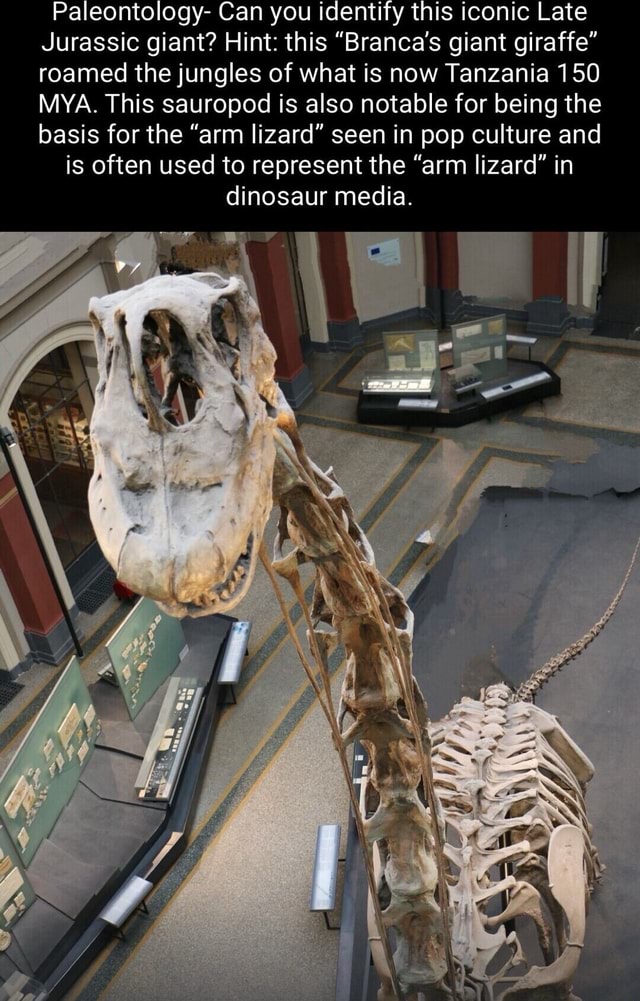 Paleontology- Can you identify this iconic Late Jurassic giant? Hint ...
