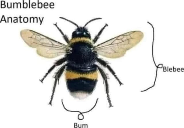 Bumblebee Anatomy Blebee Bum - iFunny