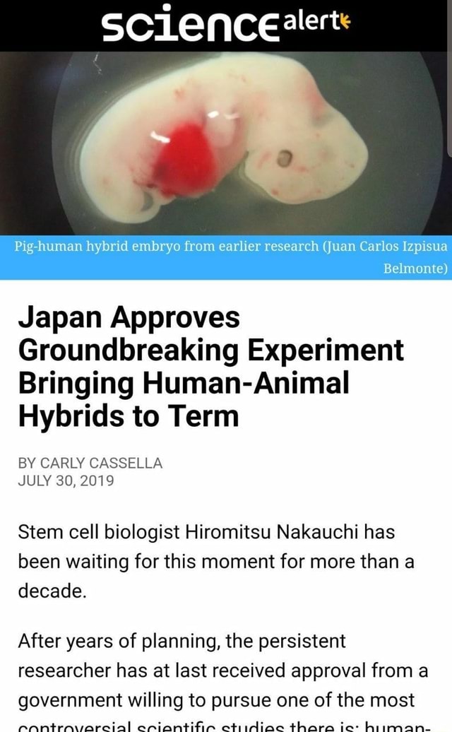 Pig-hmnan hybrid embryo iram earlier research Guam Carlos 'Izpisua ...