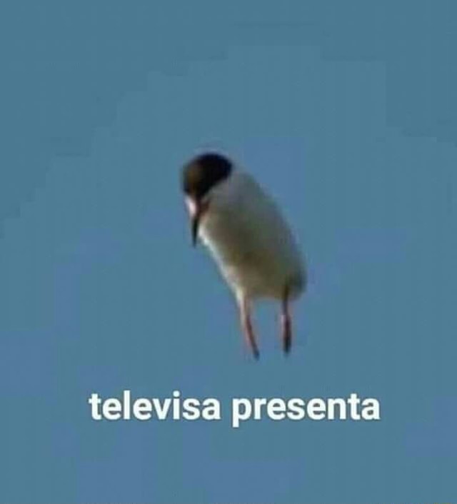 Televisa presenta - iFunny