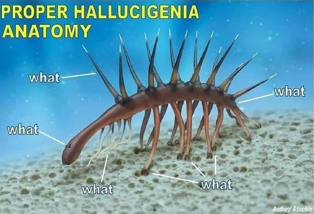 PROPER HALLUCIGENIA ANATOMY - iFunny
