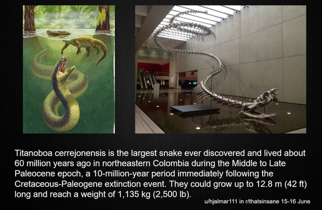 Titanoboa cerrejonensis is the largest snake ever discovered and lived ...