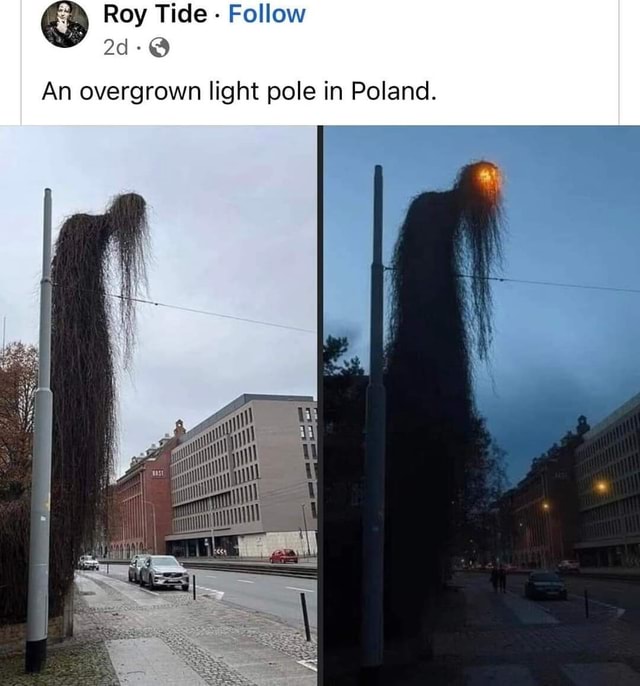 Roy Tide - Follow An overgrown light pole in Poland. - iFunny