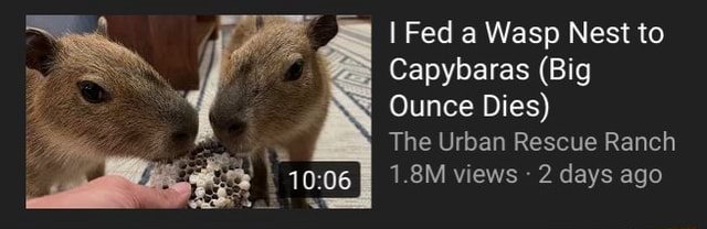 I Fed a Wasp Nest to Capybaras (Big Ounce Dies) The Urban Rescue Ranch ...