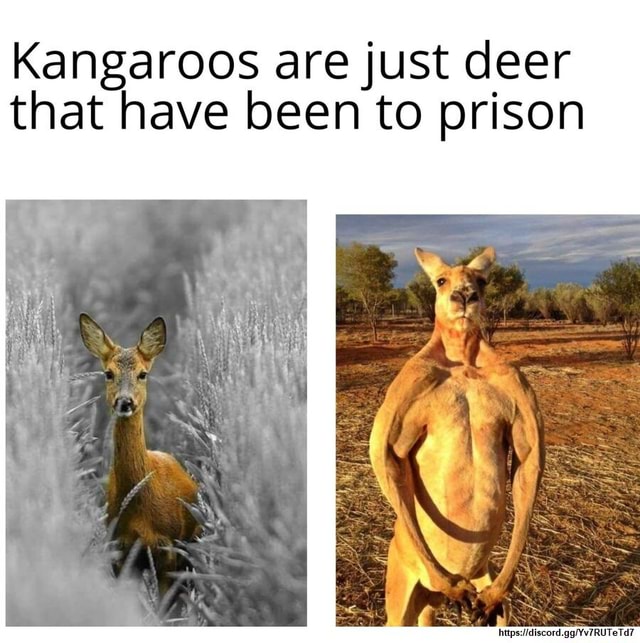 Kangaroos are just deer that have been to prison - iFunny