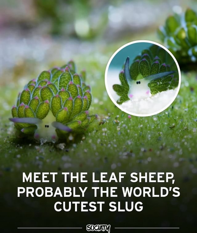 MEET THE LEAF SHEEP, PROBABLY THE WORLD'S CUTEST SLUG SOCIAT - iFunny