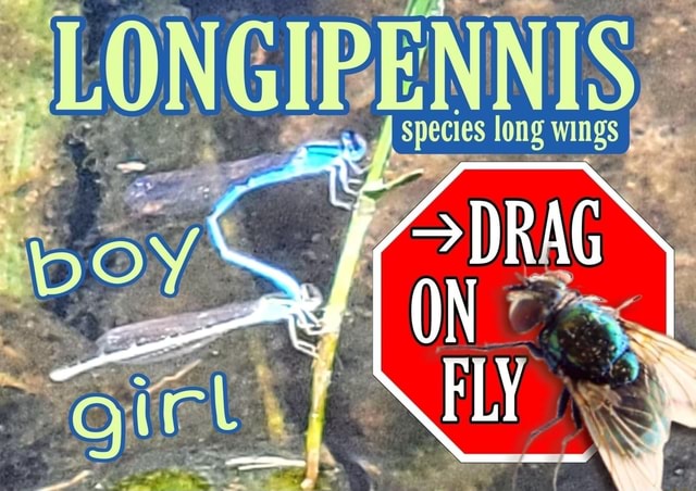 Species long 'wings species long 'wings - iFunny