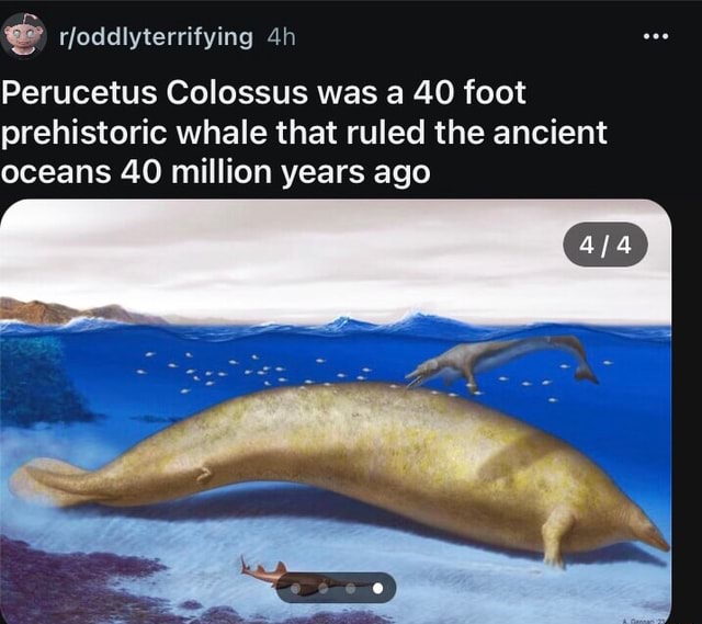 Perucetus Colossus was a 40 foot prehistoric whale that ruled the ...
