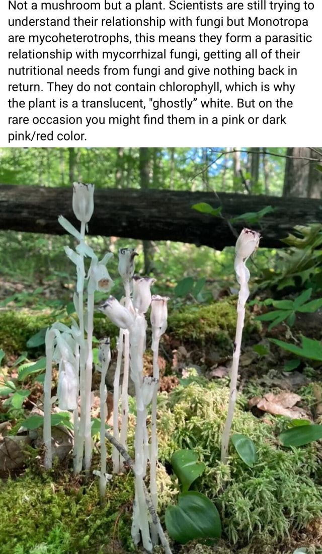 Not a mushroom but a plant. Scientists are still trying to understand ...